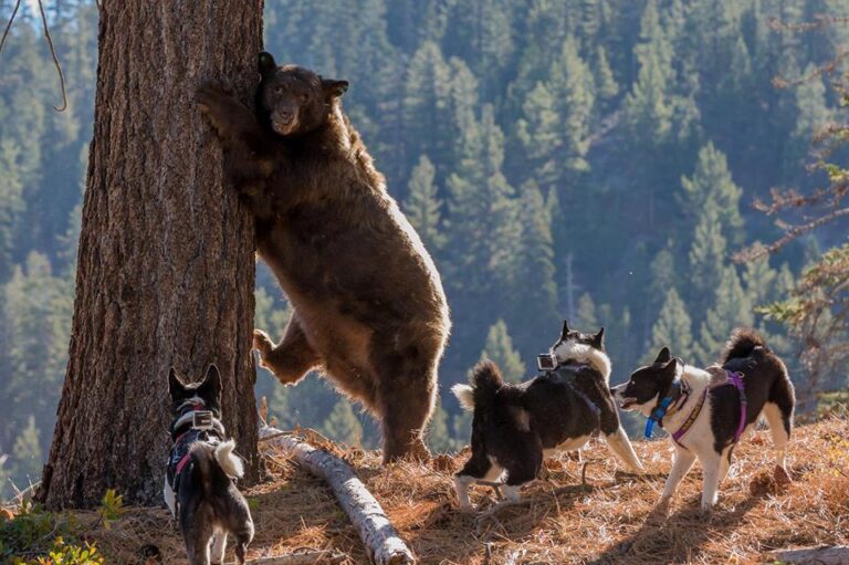Family Day at the Museum - Karelian Bear Dogs - Douglas County ...